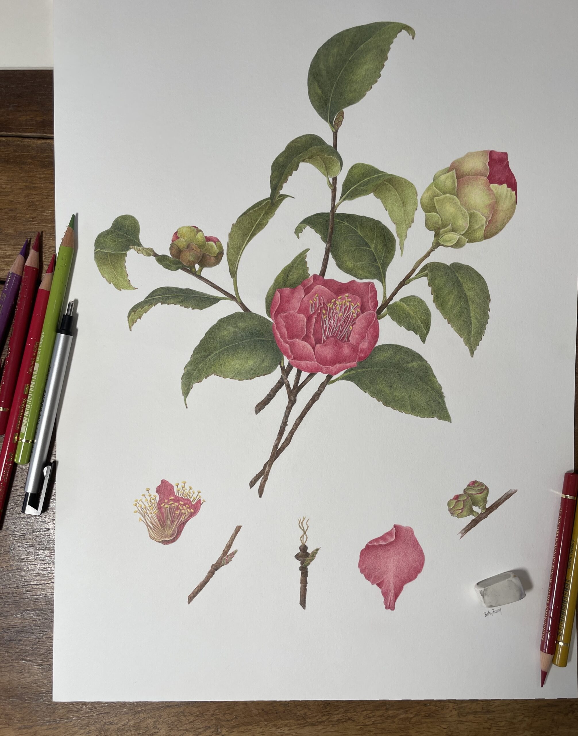 Class-Natural Sci Illustration: Botanical Illustration – colored pencil ...