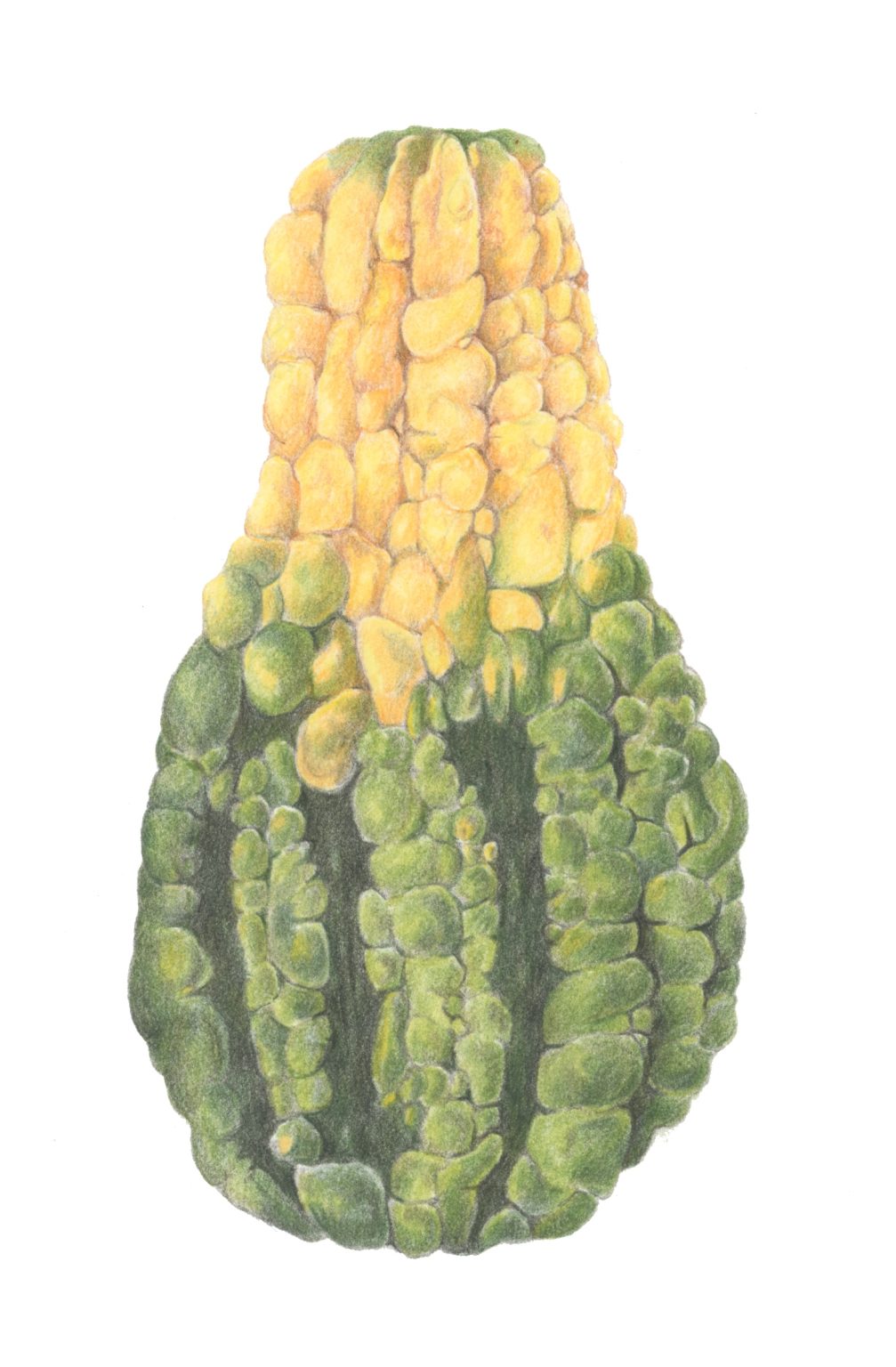 Workshop – Drawing Gourds – Lyme Art Association